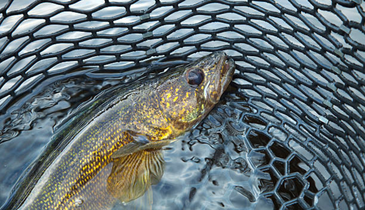 Living on the Ledge: Discovering Pigeon Lake’s Walleye Hotspot – AQOutdoors